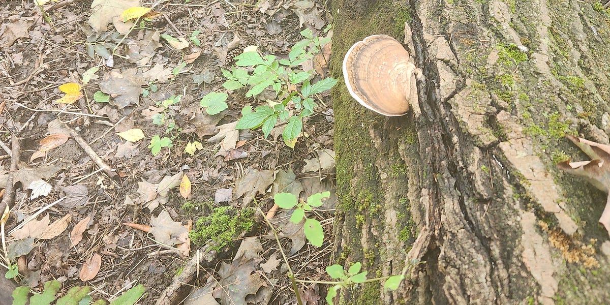 Artist's Conk (Ganoderma applanatum)