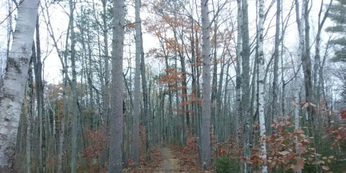 The Demiurge’s Laugh - by Will Rayment - Will’s Substack