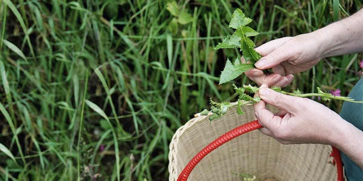 Herb & Weed Foraging Guide - by JP - Bush Food Forager
