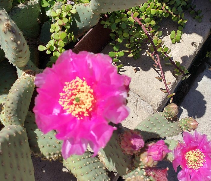How the Cactus Reveals the Gospel