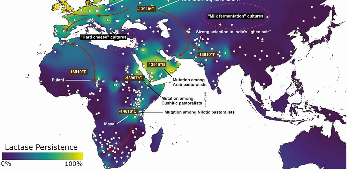 Lactase Persistence Map