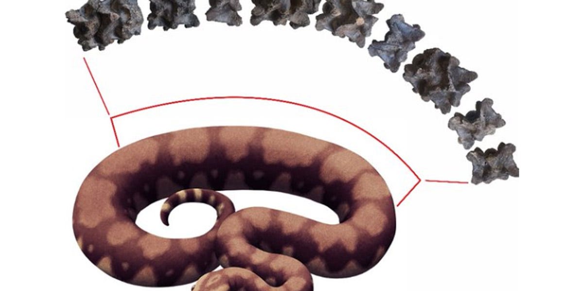 Unveiling Vasuki Indicus: The Ancient Titan of Snakes!