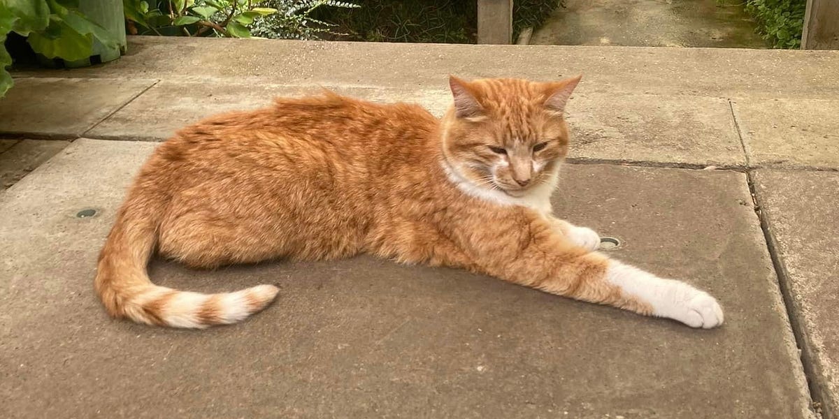 The ginger cat who became a Queens Park attraction