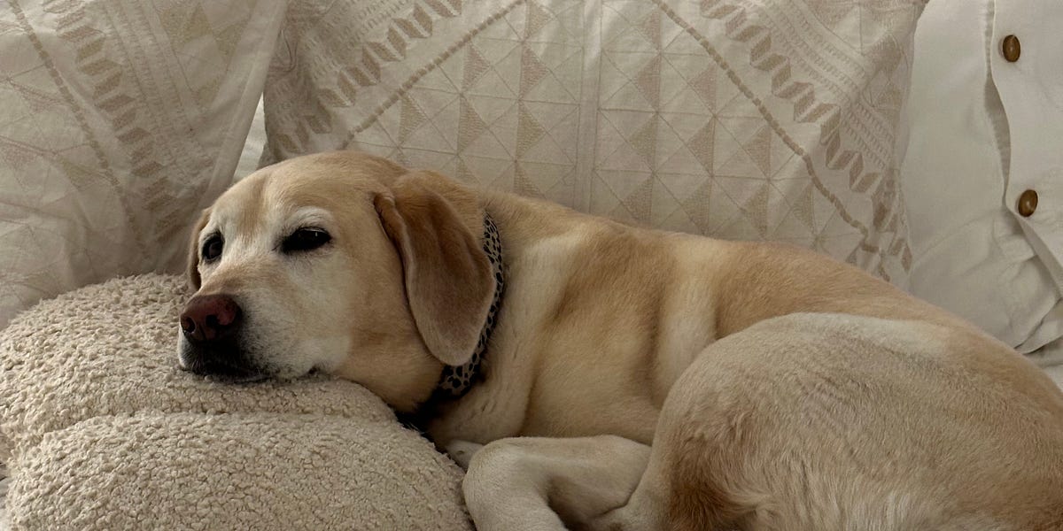 July Q&A - by Victoria Aveyard - Victoria’s Substack