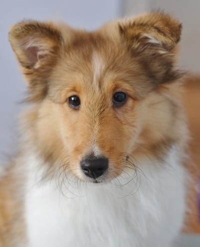 Training Sheltie Ears: Gluing, Weighting, Taping