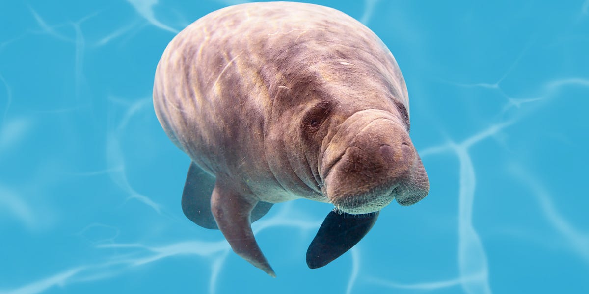 AI for Hu-Manatee - by Kevin Barenblat - AI for Humanity