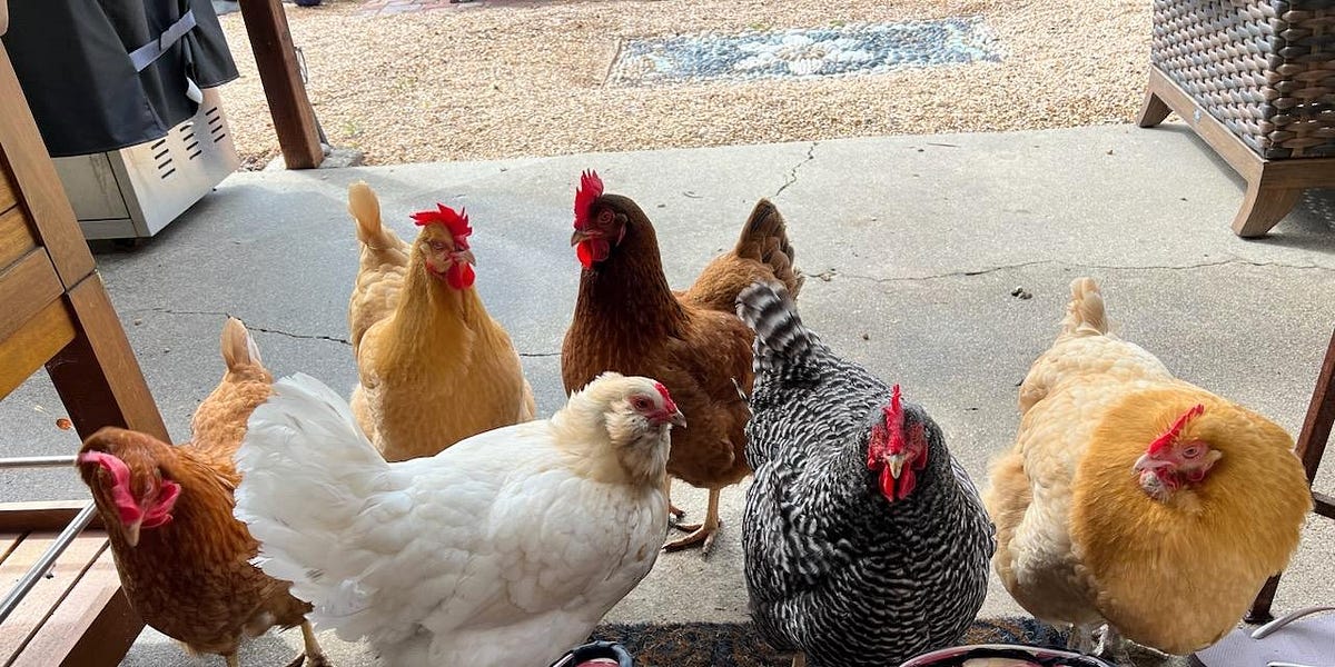 Other People's Chickens - by Rachel Sager
