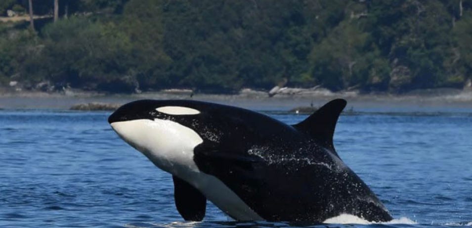 Return Of The Orcas - by Leyton Louie - Knowing More