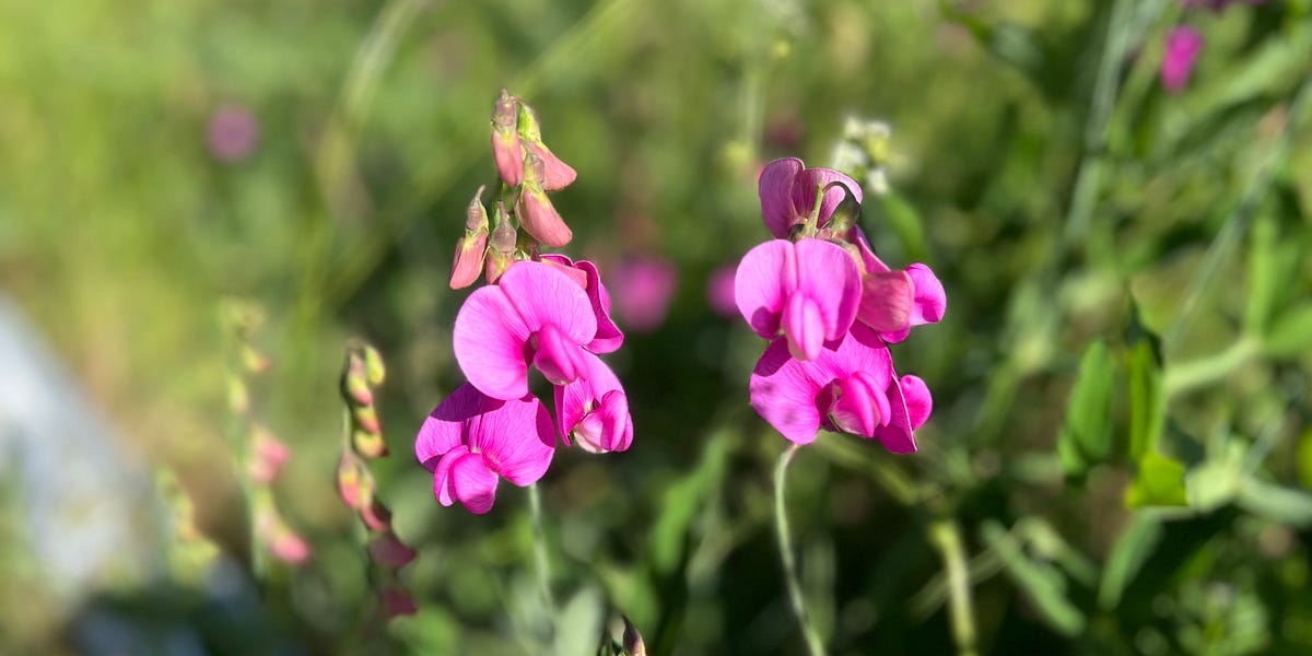 Gathering peas, both wild and tame - by Jonathan Kauffman