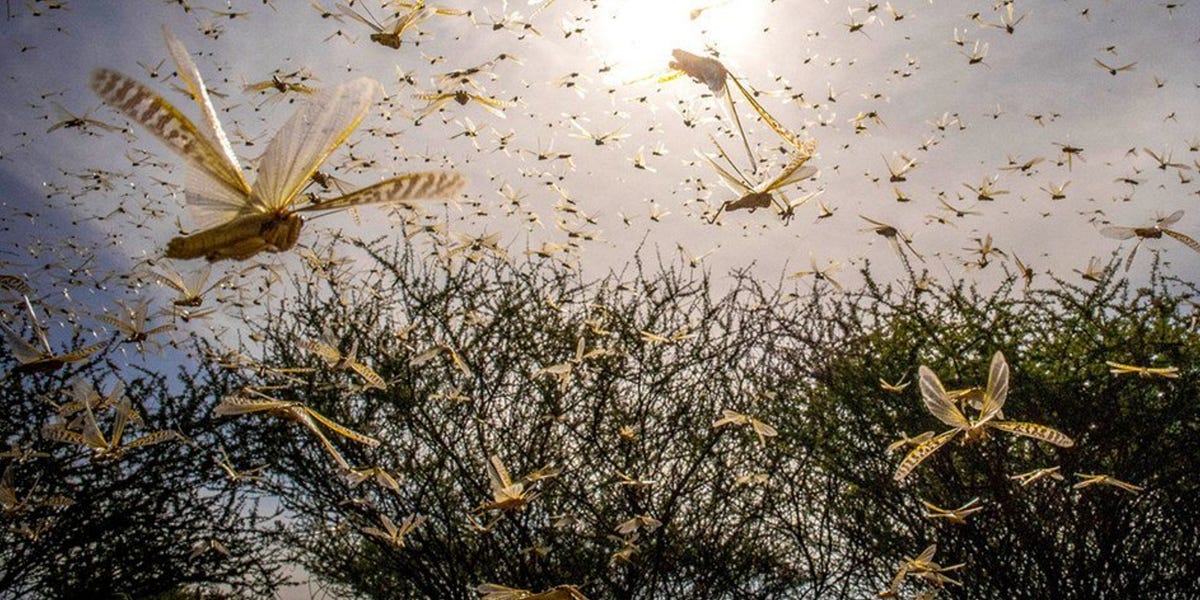 No, it's not Moses doing it — climate change could bring bigger locust ...