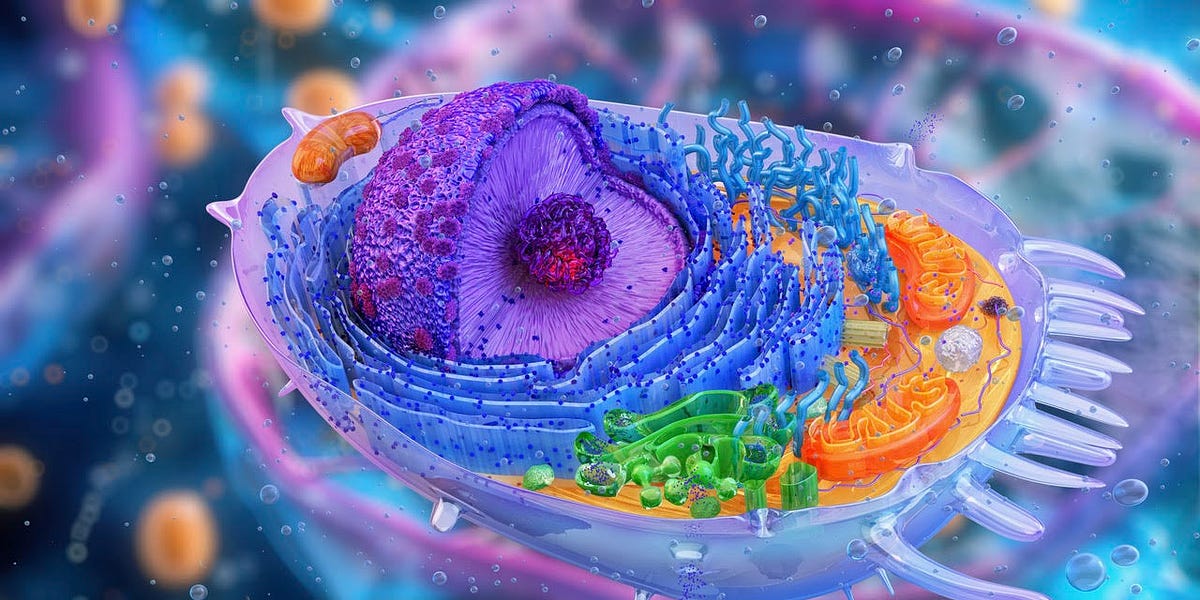 🥜 "The 3 M's" of Modern Longevity - by Susan Bratton