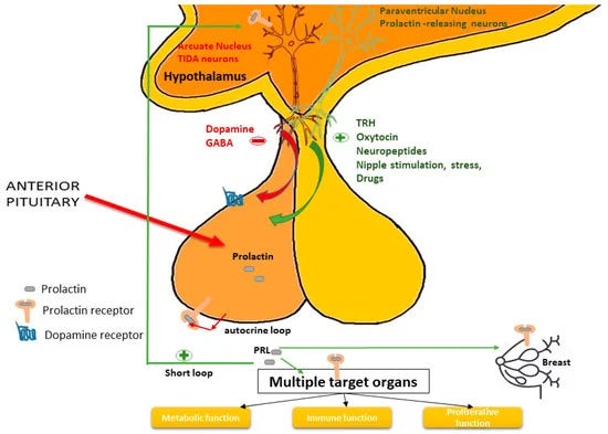 Prolactin in Men, Part 1: Overview and discussion of hypoprolactinemia ...