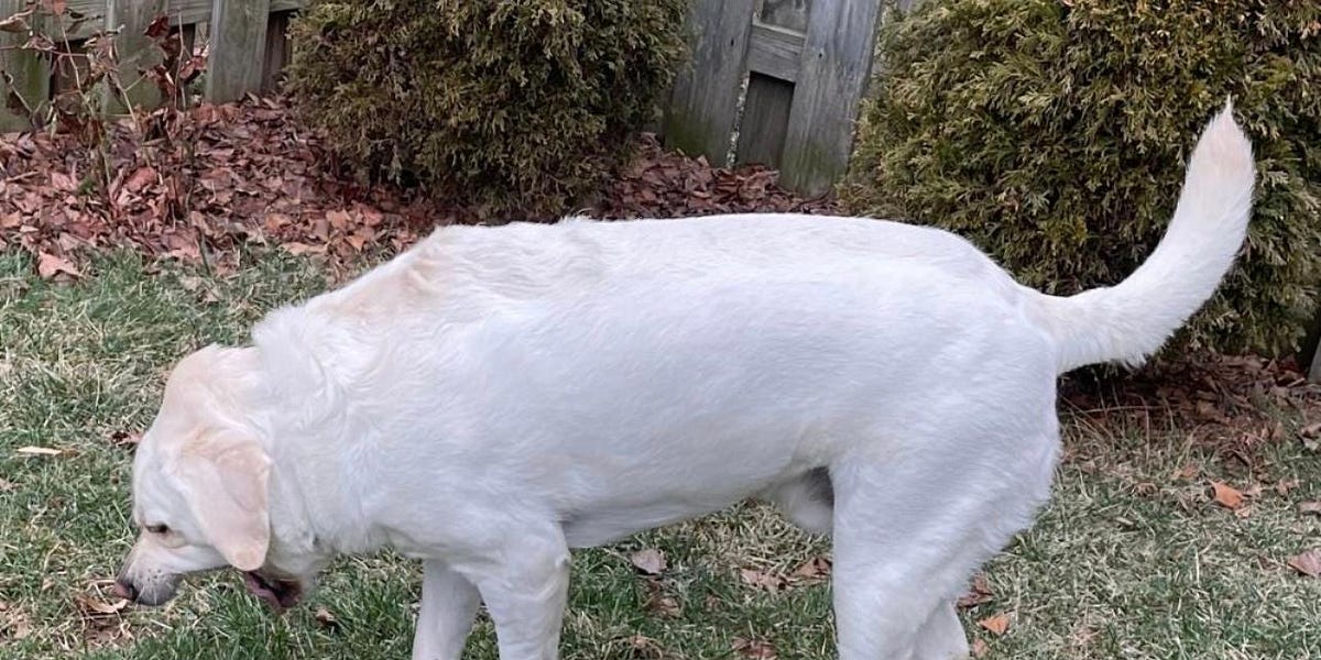 BLOAT & GASTRIC TORSION IN THE DOG