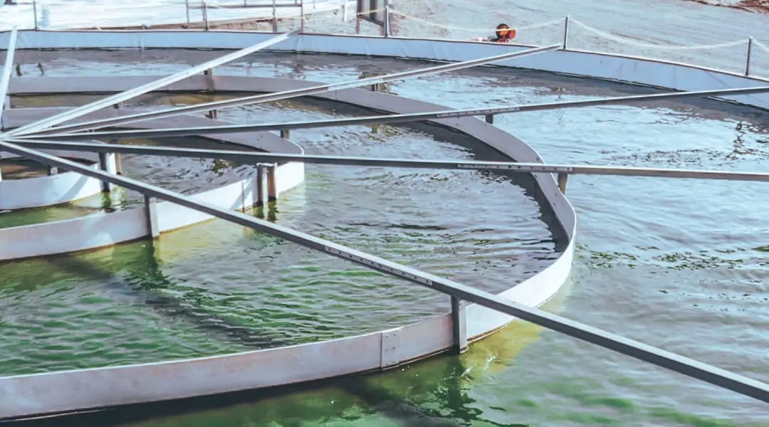 Algae, the wonder "plant" that could help decarbonise aviation