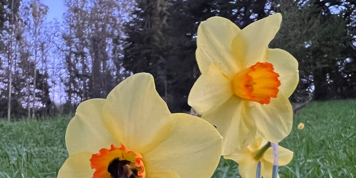 Bloom Check: Daffodils - by Cassidy Blackwell - Farmer Cass