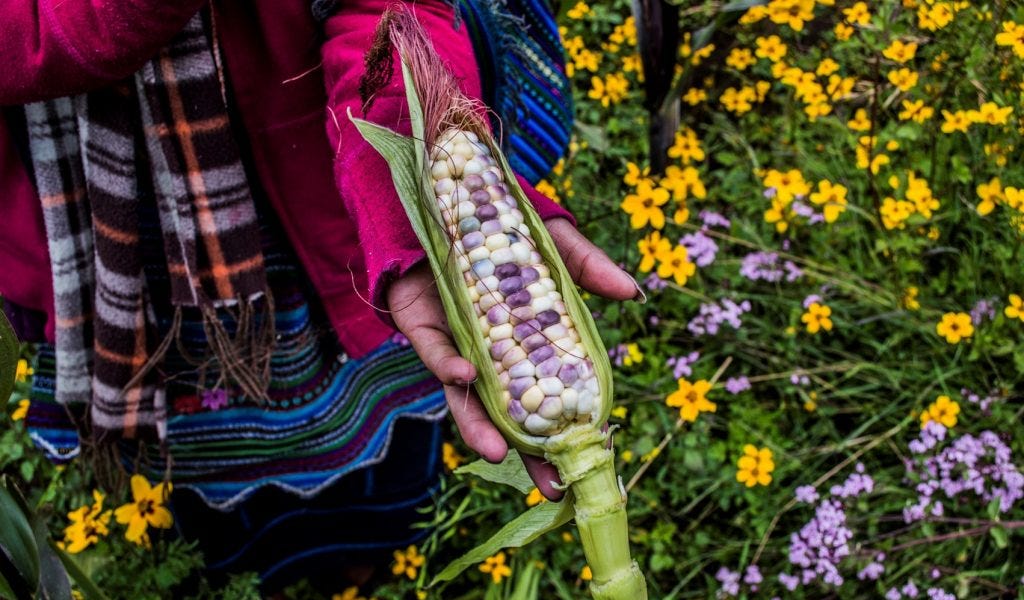 Growing Milpa - by Melody Jasmine - Nourishing Journeys