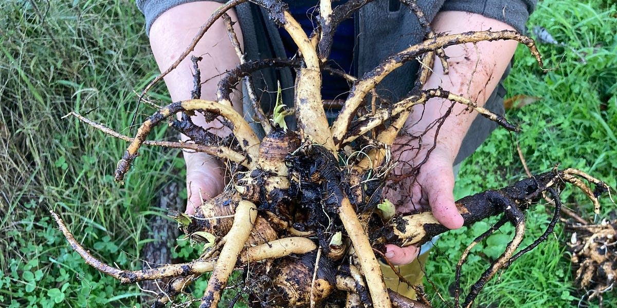 How to harvest medicinal roots - by Marie Buron