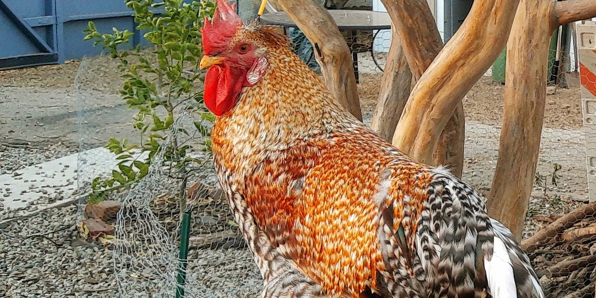 When Chickens Curse - by Lynn Ferguson