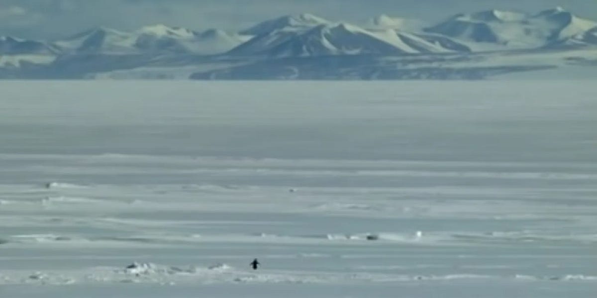 Kanye, Deranged Penguin - by Isaac Simpson - The Carousel