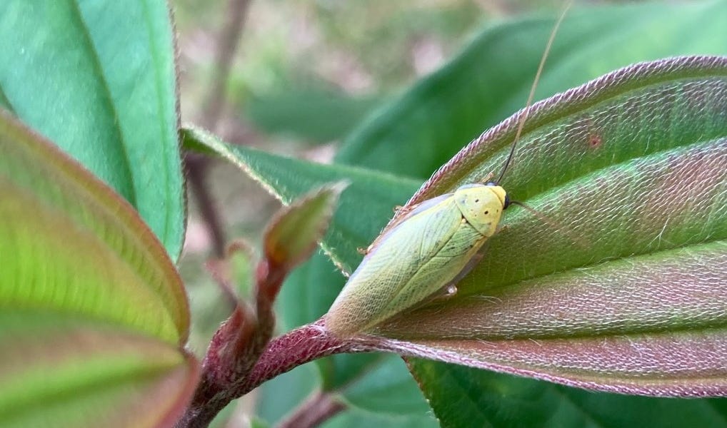 Photo: Green Cockroach - by Cody DeYoung