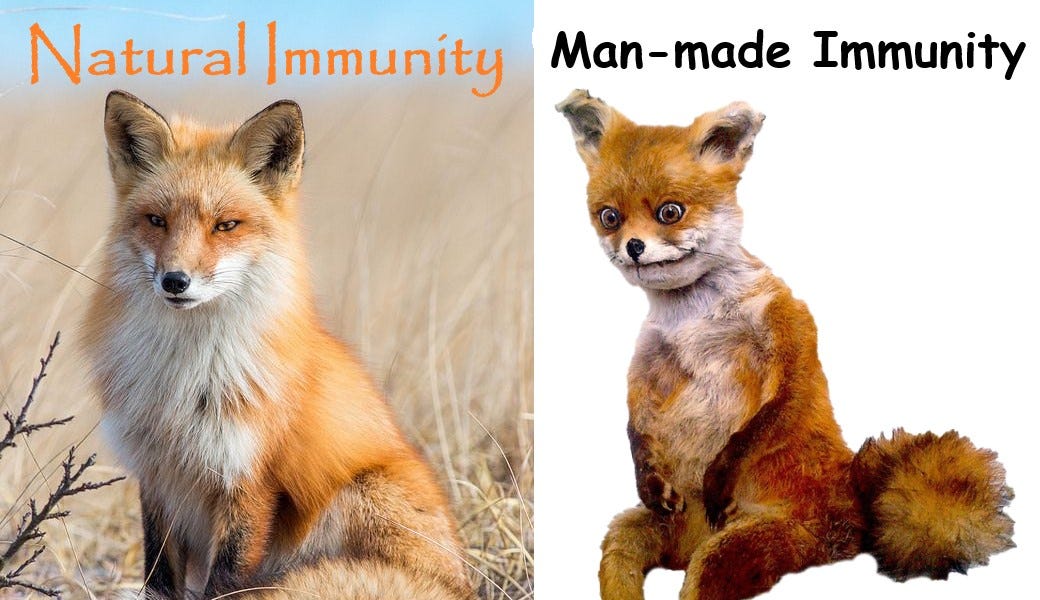 Natural vs. Man-Made - Freedom Fox