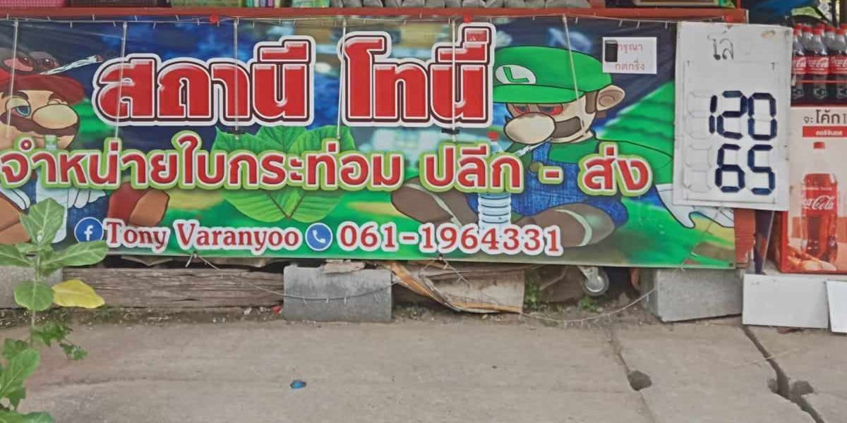 The Kratom (Ketum) industry in southern Thailand