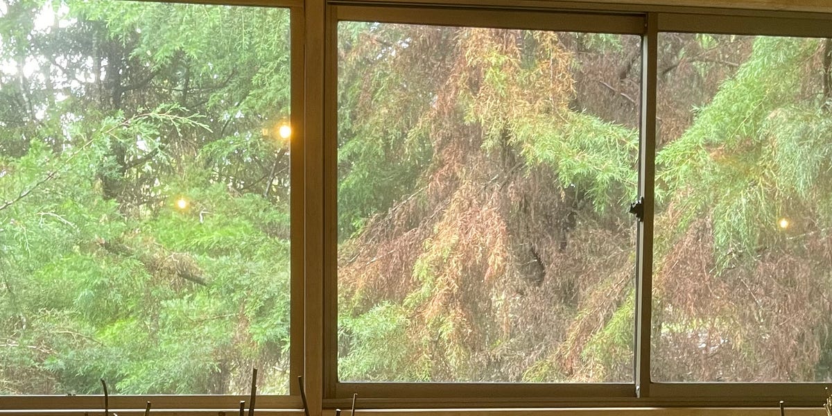 Sienna - by Luisa Robledo Restrepo - Fragmentos de tiempo