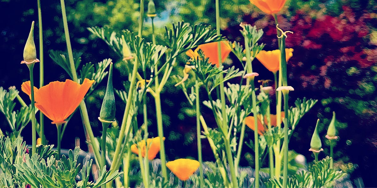 The roots of my ecology - by Lex Orgera - Crow + the Poet