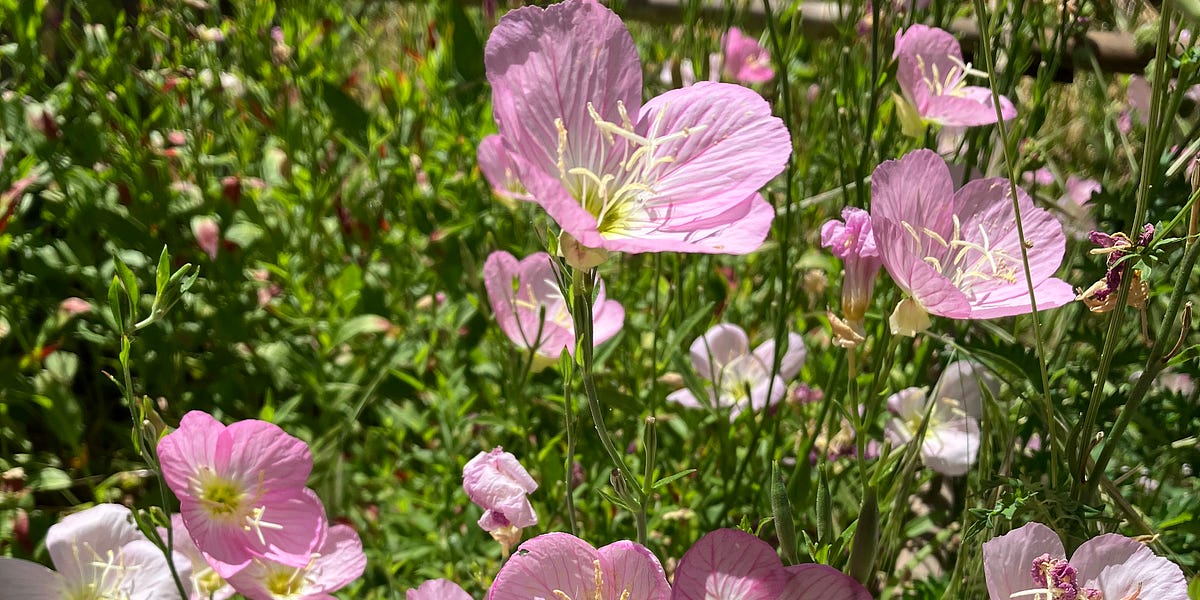 The first heartbeat - by Malavika Mudit - Diffuse Attention