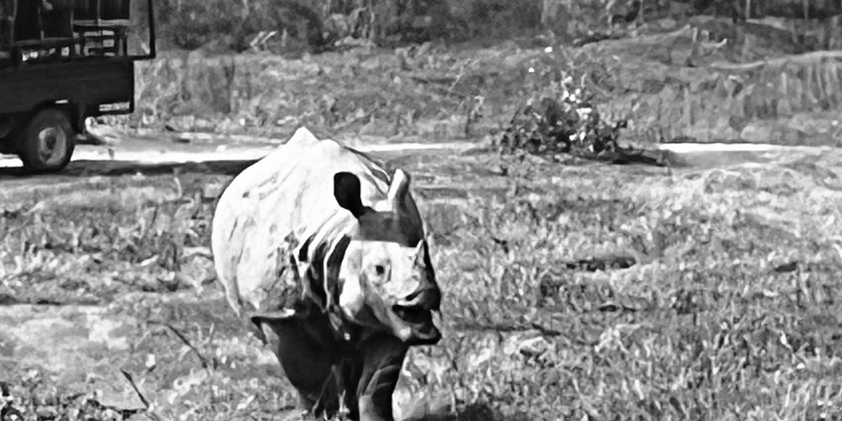 Chitwan - by Steve Lang - Slang's Out Wandering