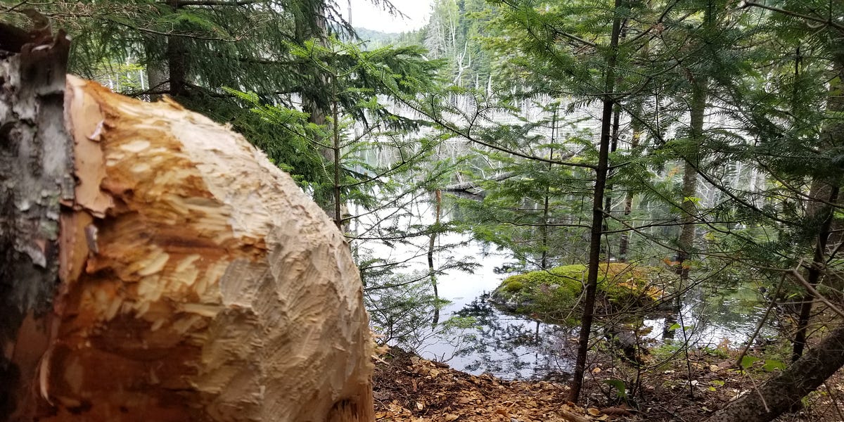 Beavering Away - by Bill McKibben - The Crucial Years