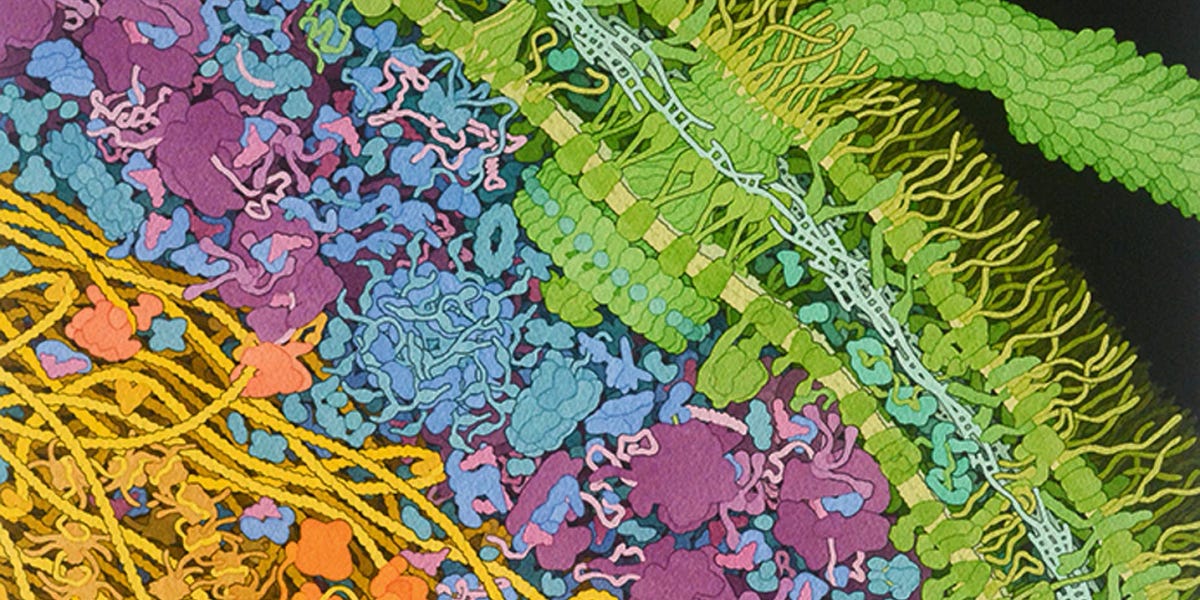 The many roles of Integrins in SARS-CoV-2 - by Moriarty