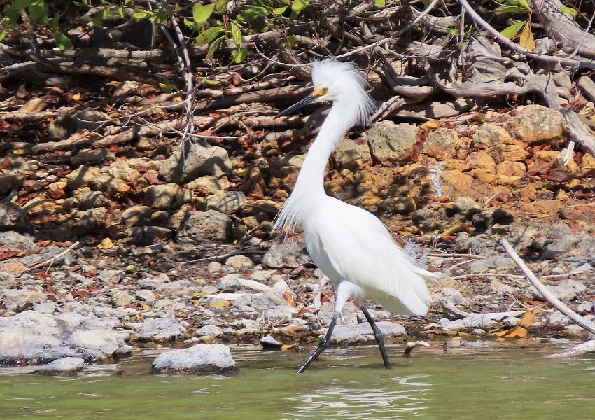 A Peek Inside Anguilla's Snowy Egret Colony