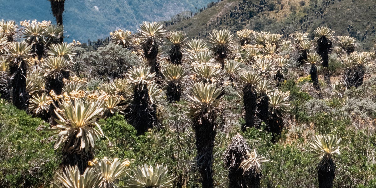 Oh Boyaca - by Cleo Jensen - An Andean Adventure