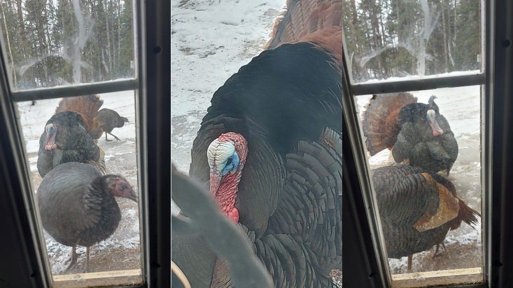 Meet Goober and the gang, Noonan’s feathered celebs