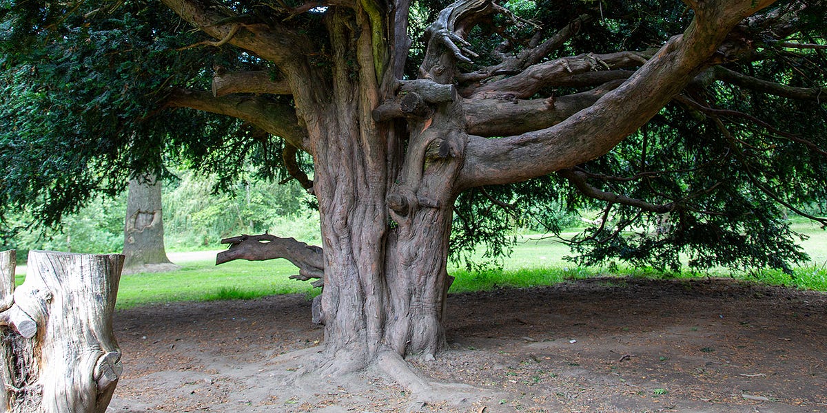 31. Bungalow Tree - by Paul Wood - The Street Tree