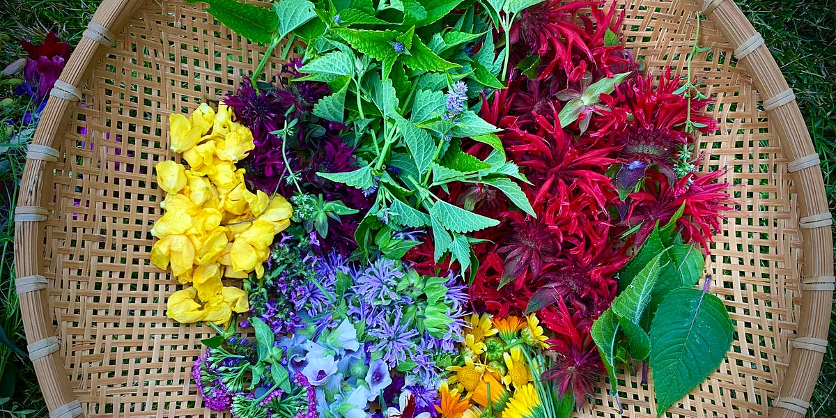 Welcome to Wholly Rooted! - by Denise Cusack