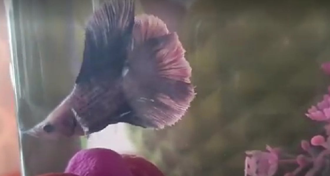 Grief and Love - by Janhavi Tandon - Janhavi’s Substack