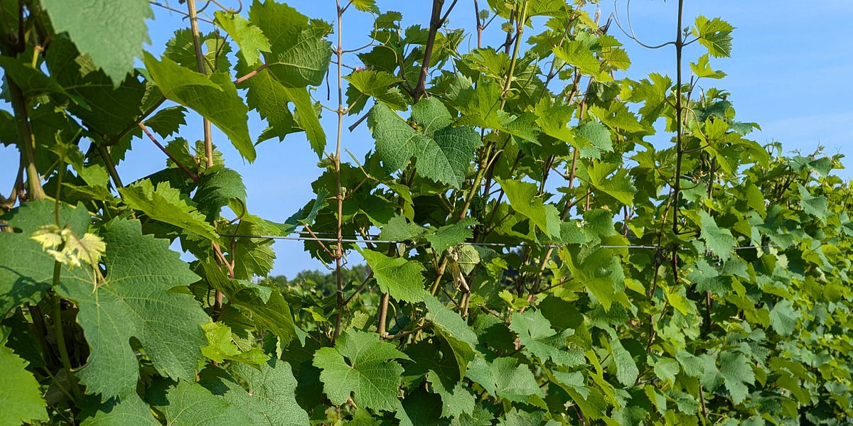 #90 The Second-Most-Valuable Piece of Vineyard Equipment