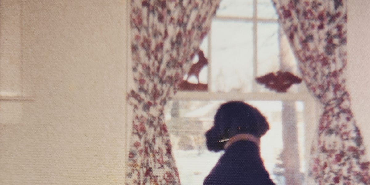 Dog On It - by Mary E Joyce - Mary’s Substack