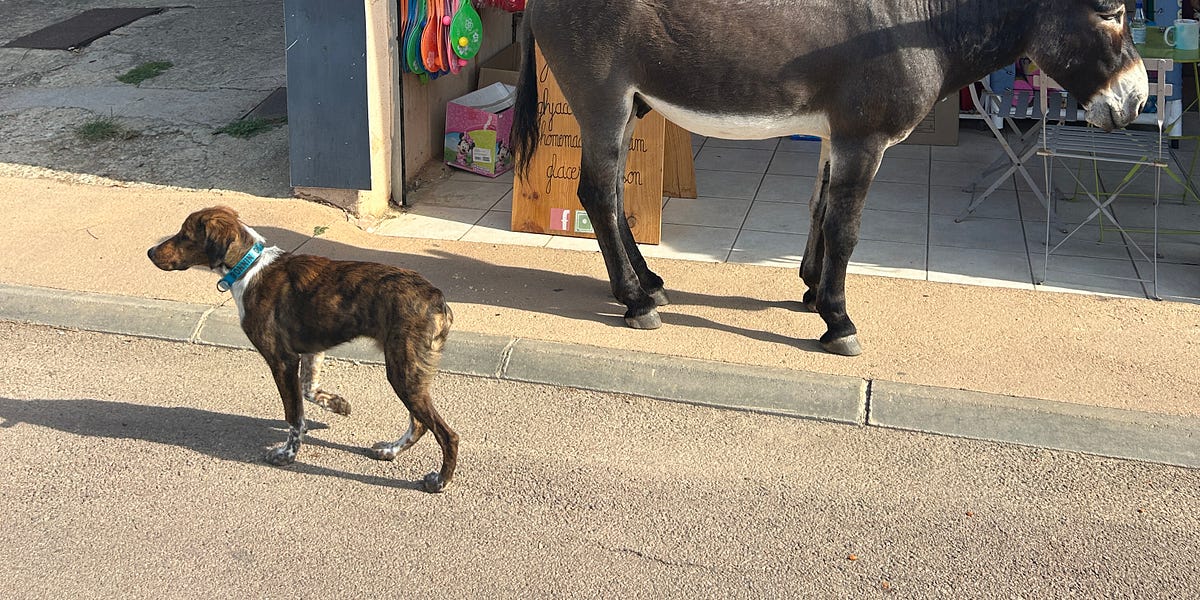 Home Everywhere - by Jenni Johnson - Cageless