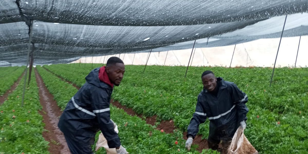 Israel is headhunting Malawian workers - The Continent