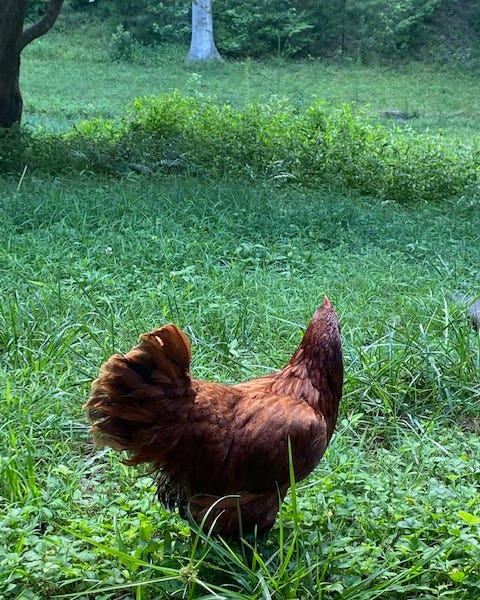 Emergency treatment for chickens suffering flystrike
