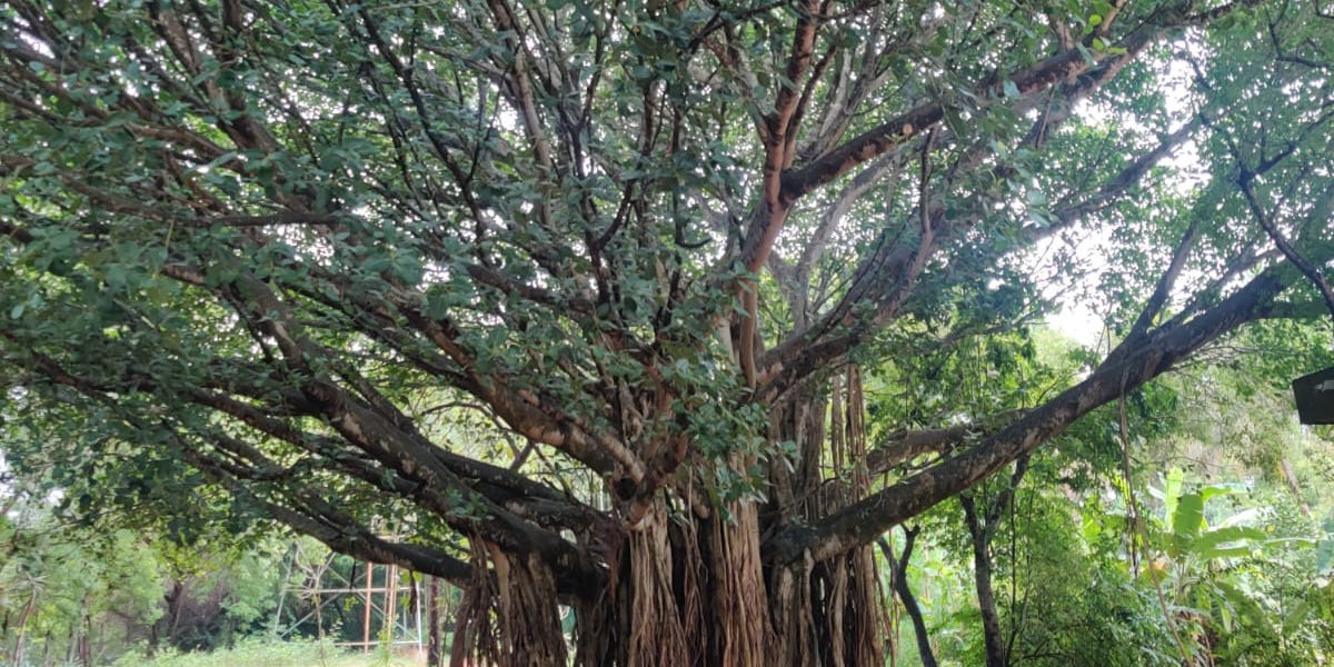 I'm in Auroville - East Coast, Finally! - Kaus'Postcards