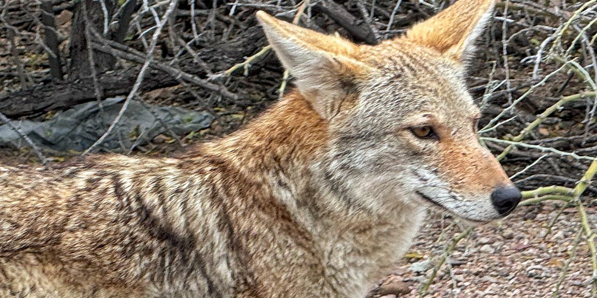 The Curious Coyote - Tom Ryan, Author