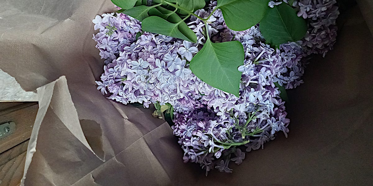 It's lilac time - by Myrtle Sagewood - Myrtle’s Substack