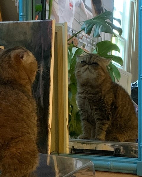 An Introduction to my Pets - by Kelly Oxford