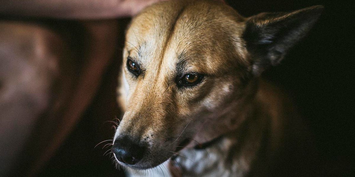A Dingo Ate Australia - by Madeleine Hinchy - Narratively