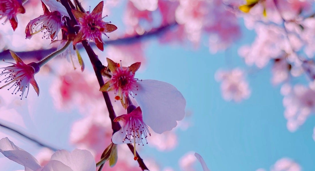 The Spring Equinox - by Caro Henry