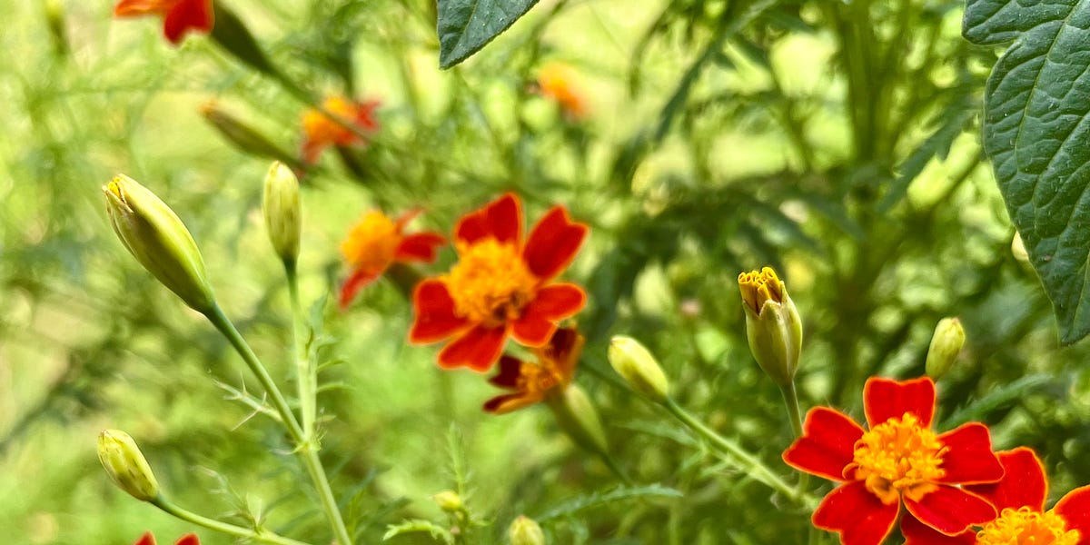 Balladen om salladen - by Lisa Förare Winbladh